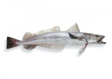 Kibbelinge (Kap-Seehecht Filetstücke in Backteig) – All-Fish